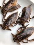 Spotlight On: Giant Water Bug (Mang Da) | Pass The Flamingo: Ancient ...