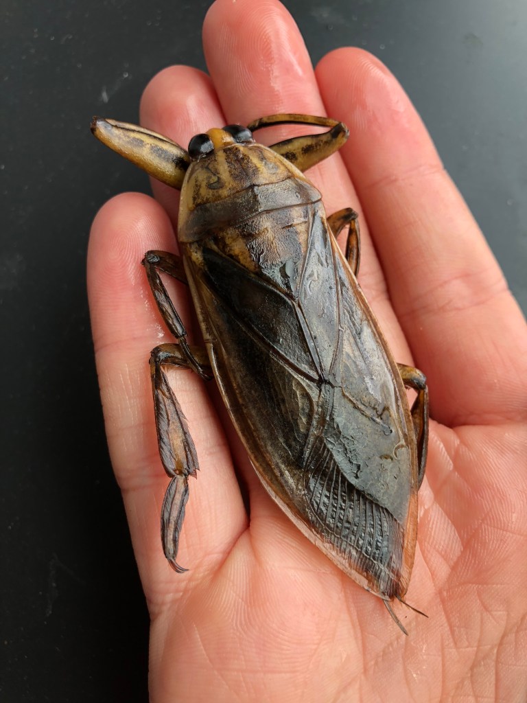Spotlight On: Giant Water Bug (Mang Da) | Pass The Flamingo: Ancient ...